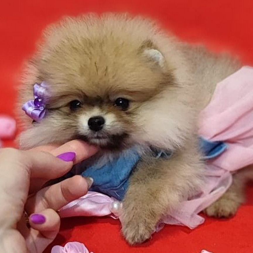 Померанский шпиц мишка