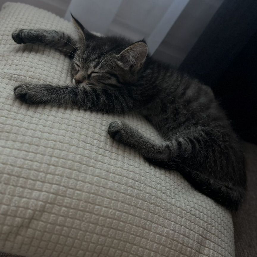 Котенок кузя