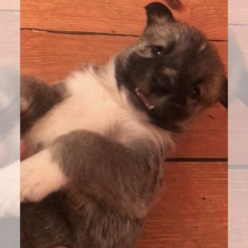 Щенок в добрые руки