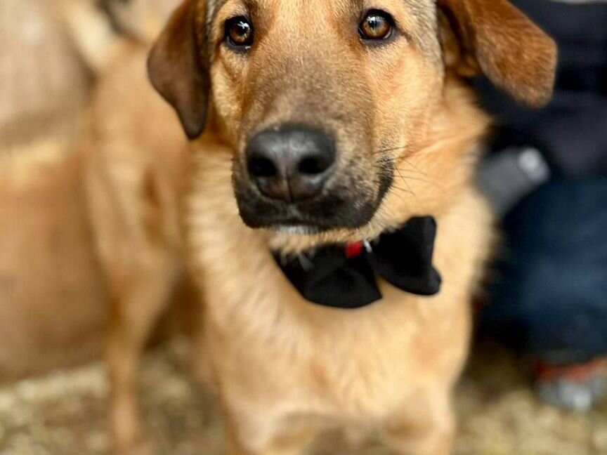 Собака в добрые руки отдам бесплатно