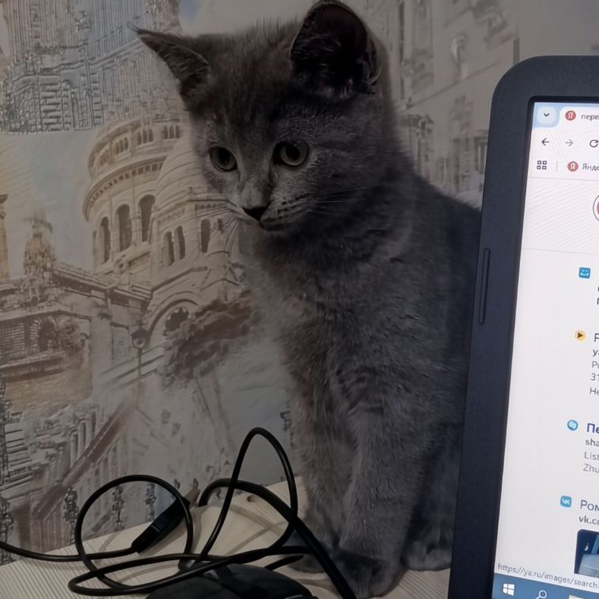 Британский короткошёрстный котёнок