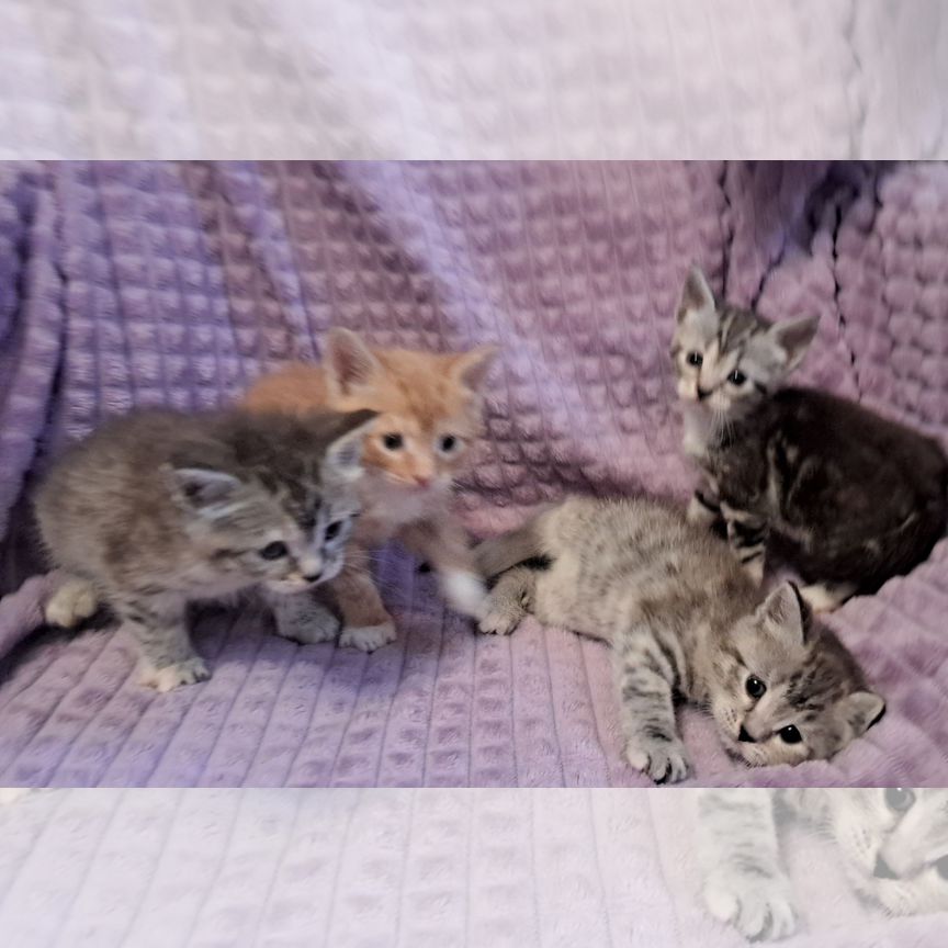 Мейн-кун котёнок