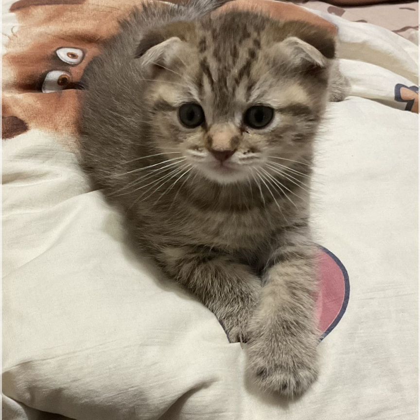 Шотландский вислоухий короткошёрстный котёнок