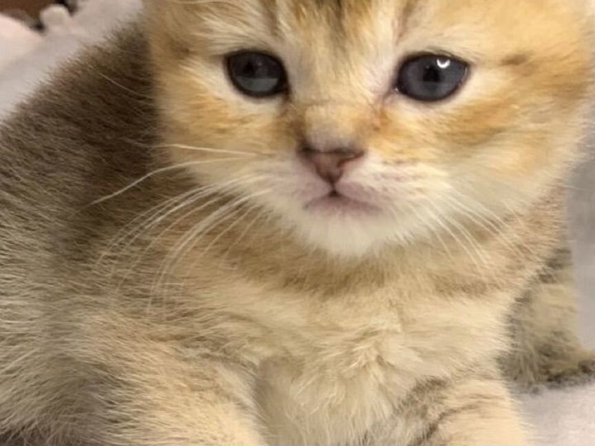 Шотландские котята к Рождеству золотая шиншилла