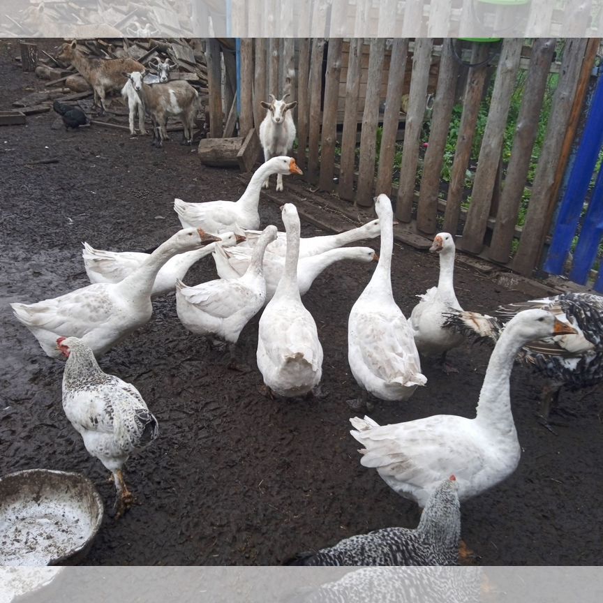 Гуси линда, утки руанской породы