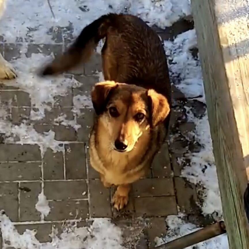 Собака