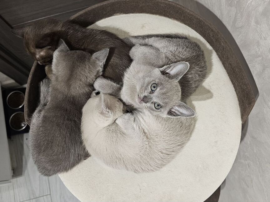Бурманские котята