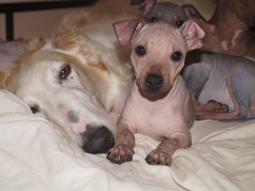 Американскский голый терьер