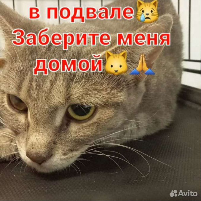 Кошку Любу хотят уничтожить
