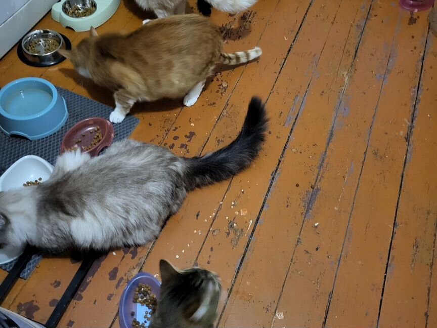 Помощь приюту котикам