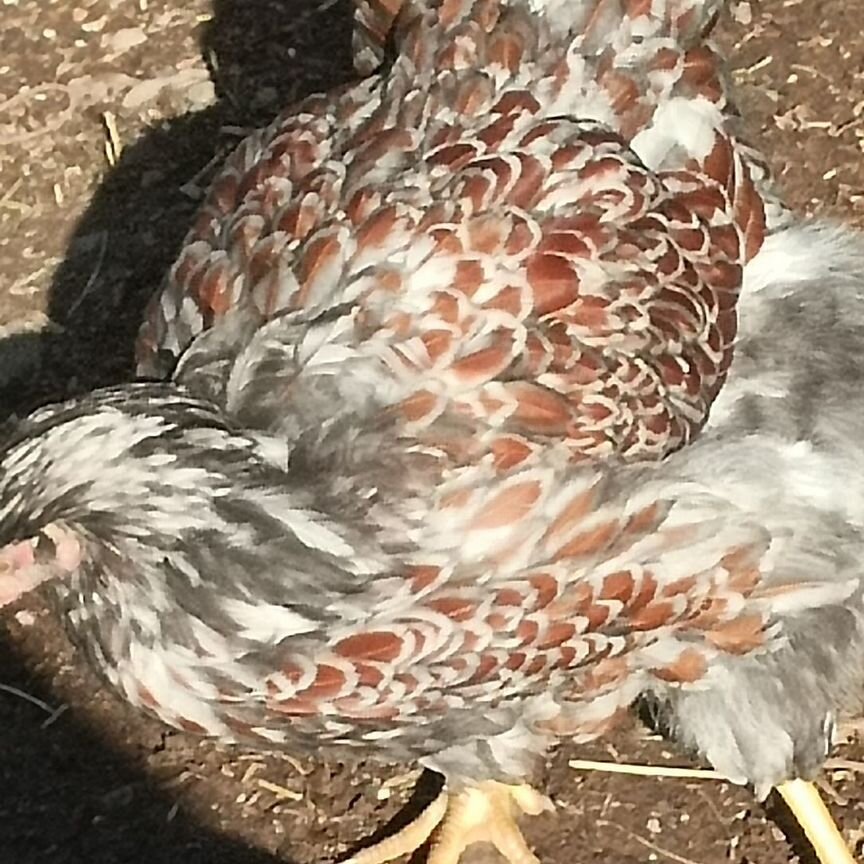 Куры виандот