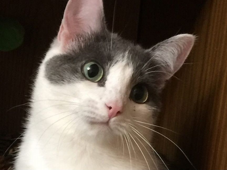 Кошечка Пэт