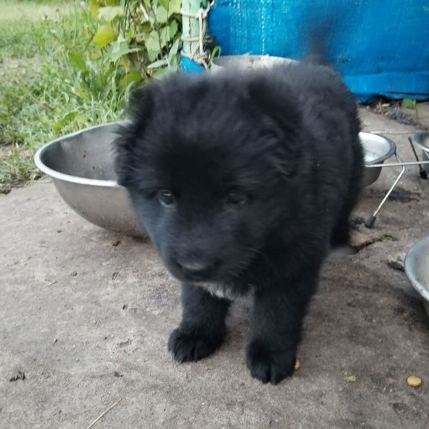 Пристроить щенков в добрые руки. Родились 1.07