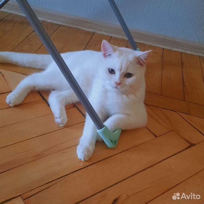Белая британская кошка