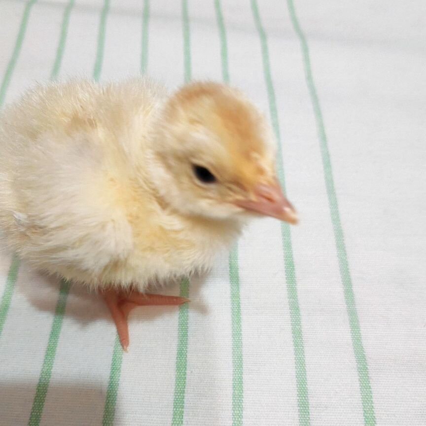 Индюшата палевые