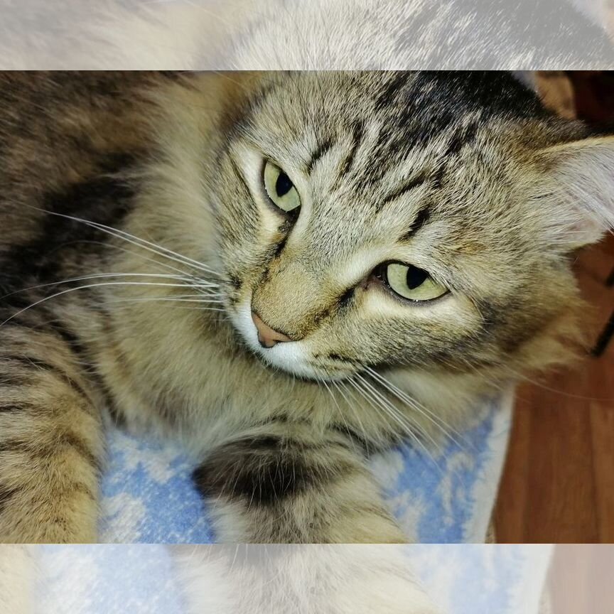 Сибирский, взрослый кот