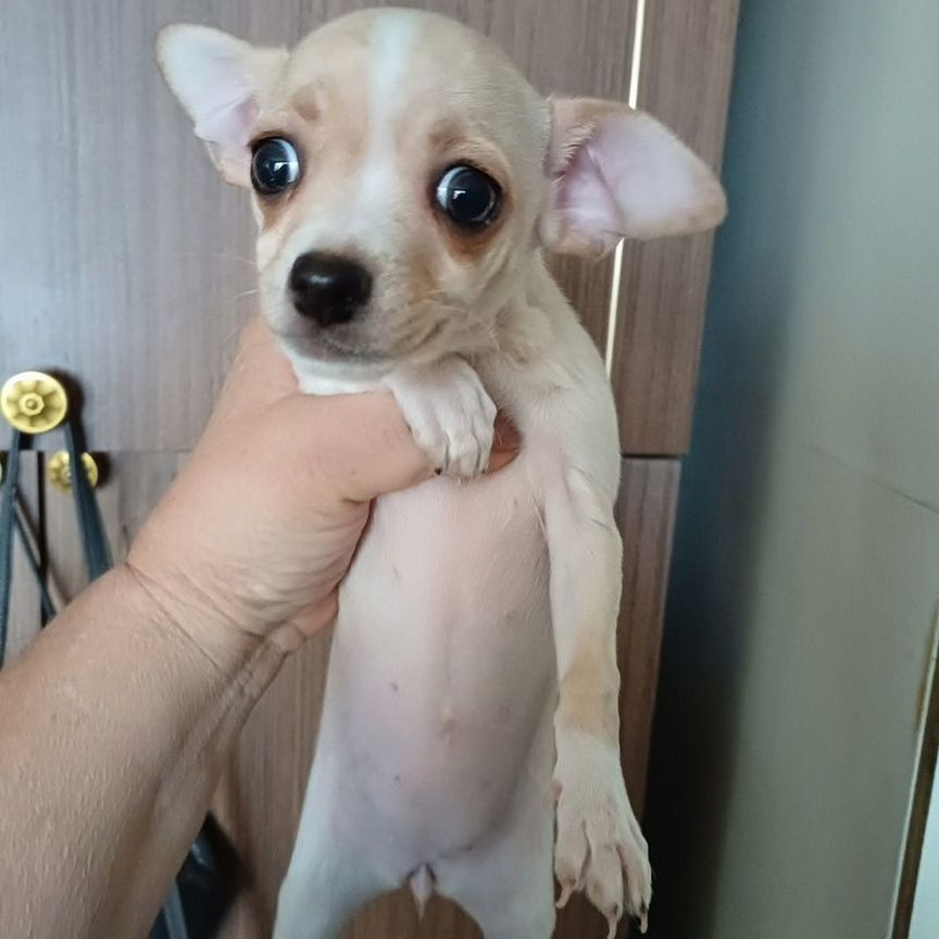 Собачки щенки мини то-терьера разного по