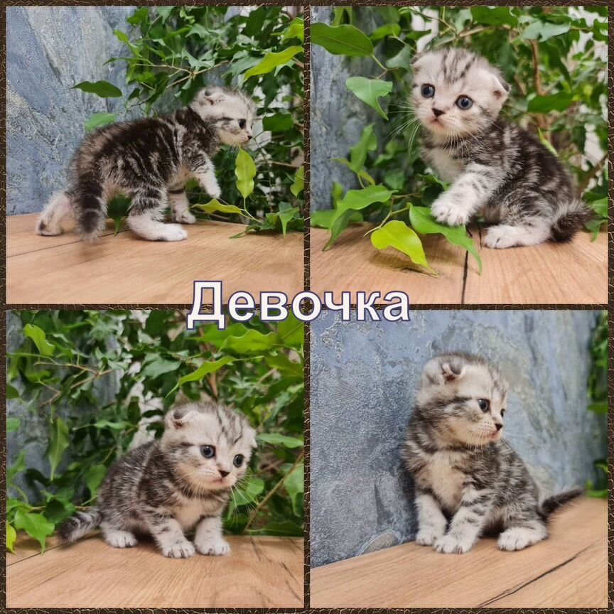 Шотландские котята