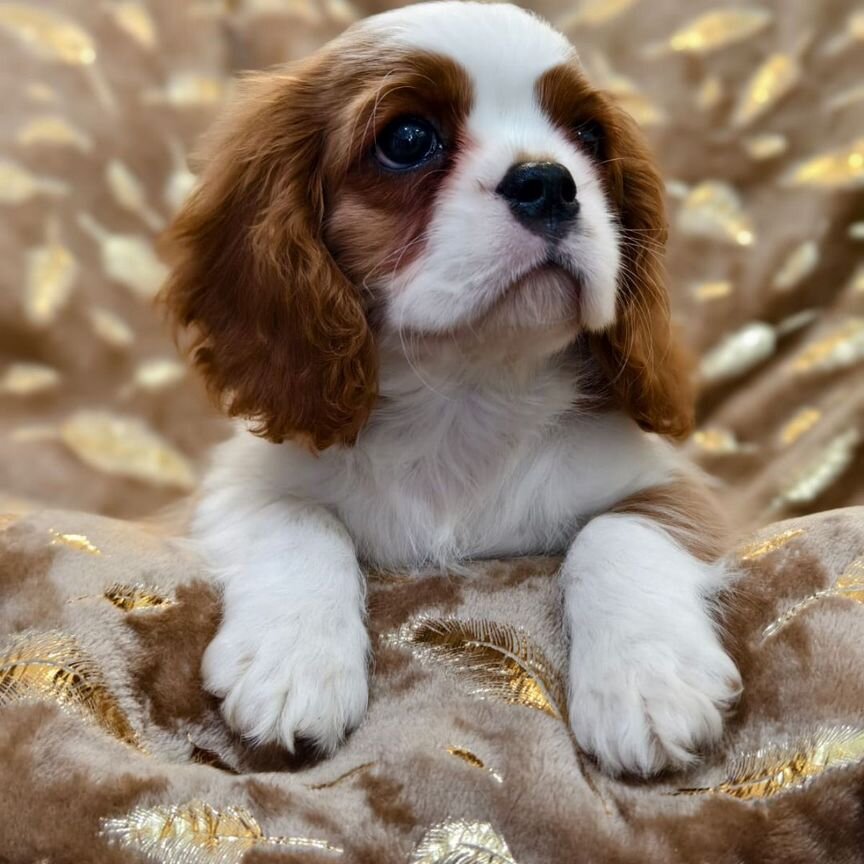 Кинг чарльз спаниель