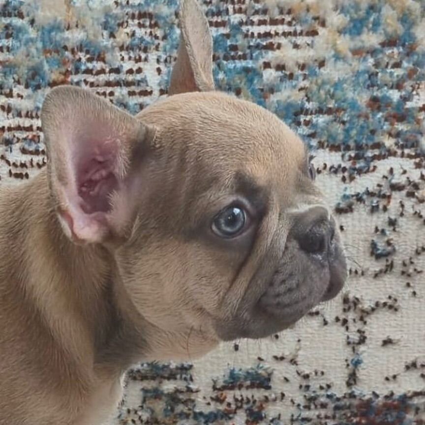 Лиловый соболь в супер качестве