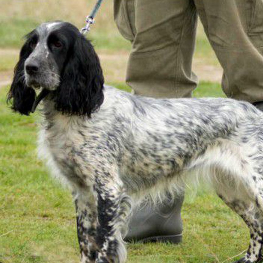 Русский спаниель