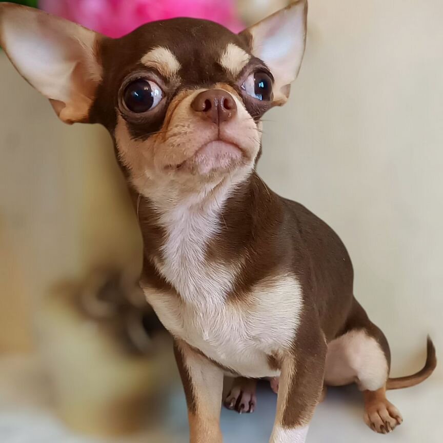 Чихуахуа чудесный мини - парень