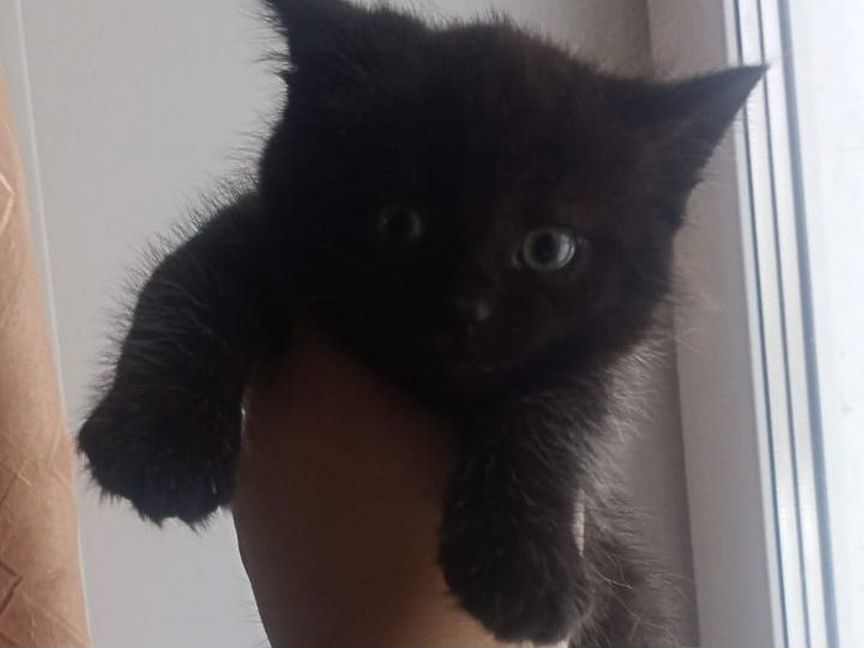 Шикарный Мальчик в хорошие ручки, бесплатно