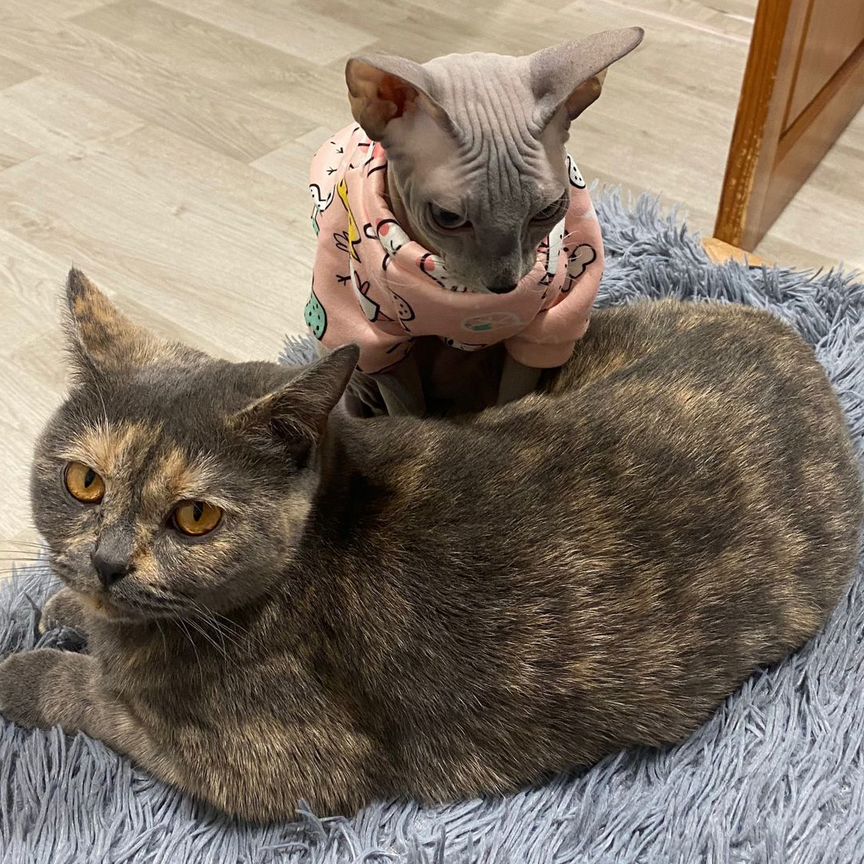 Канадский сфинкс, взрослая кошка