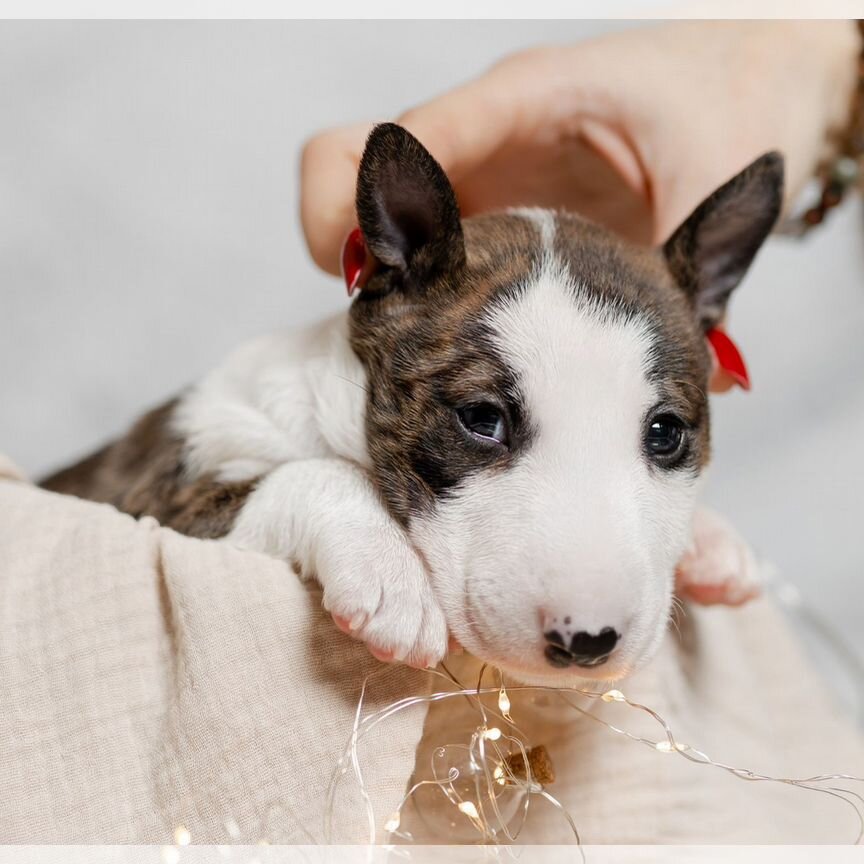 Мини-бультерьер, щенок