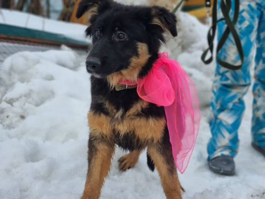 Щенок в добрые руки бесплатно