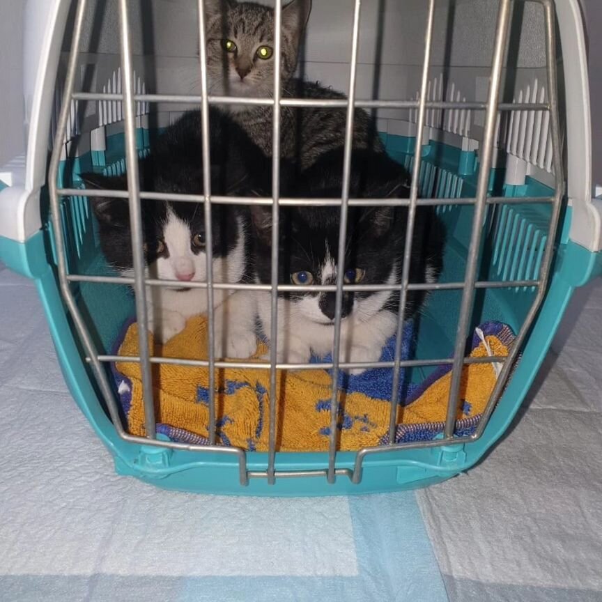 Котята ищут дом