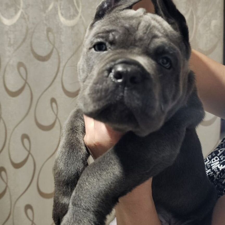 Щенки Кане Корсо