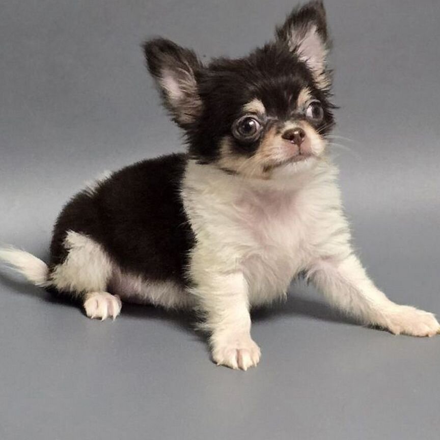 Девочка триколор Чихуахуа