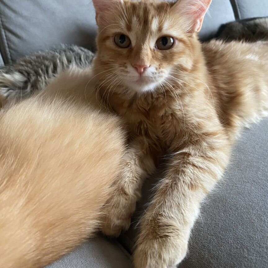 Котенок девочка в добрые руки