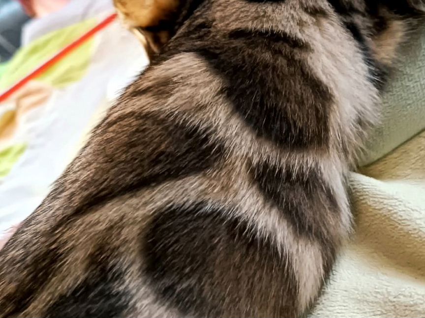 Бенгальская красотка