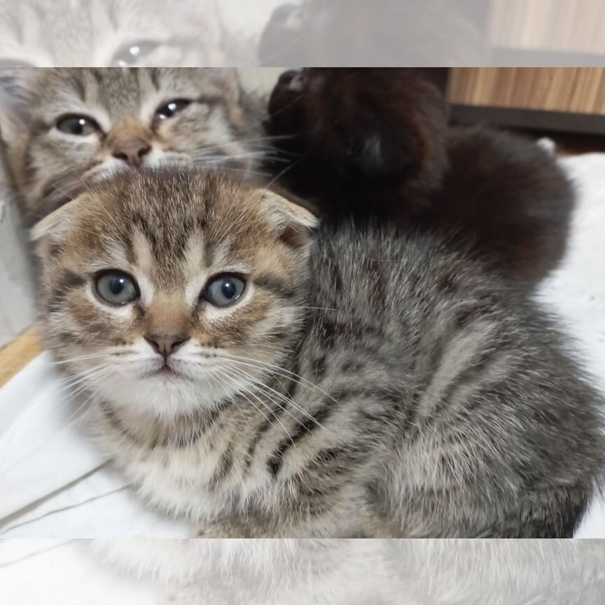 Котенок девочка вислоухая
