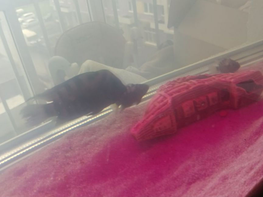 Цихлиды чернополосые