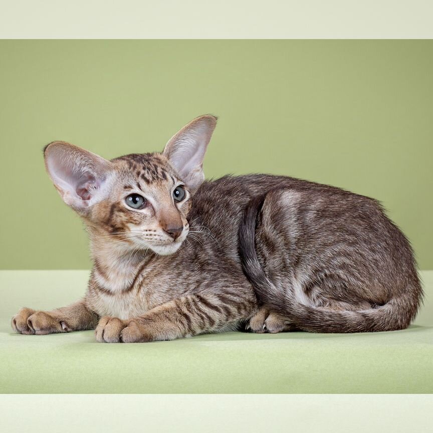 Ориентальный котёнок