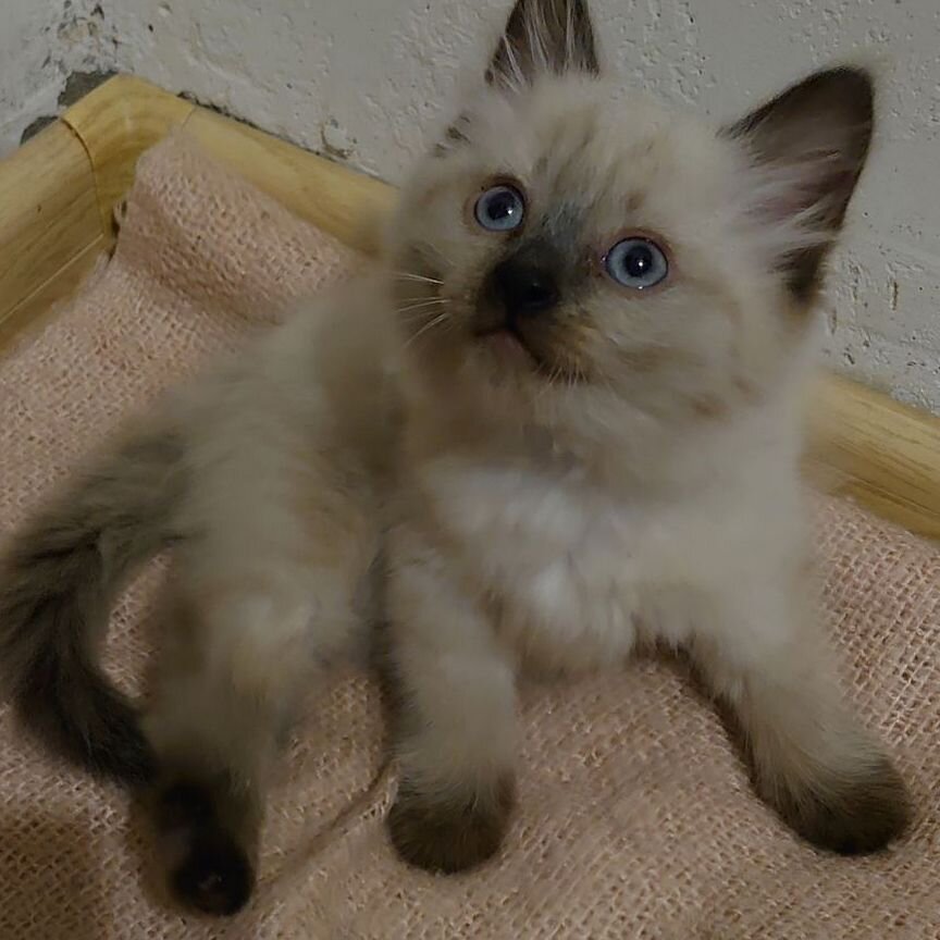 Девочка Рэгдолл для вязки