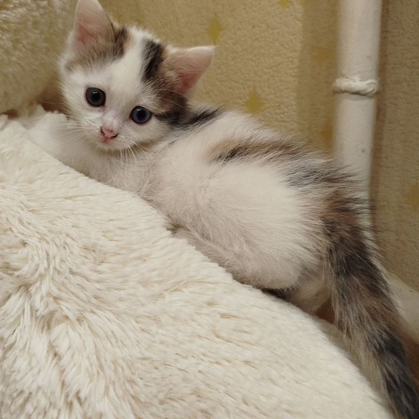 Котёнок в добрые руки