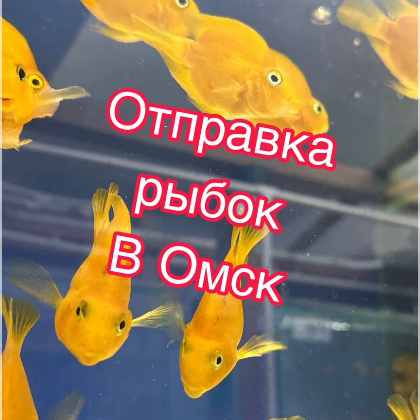 Рыба для аквариума