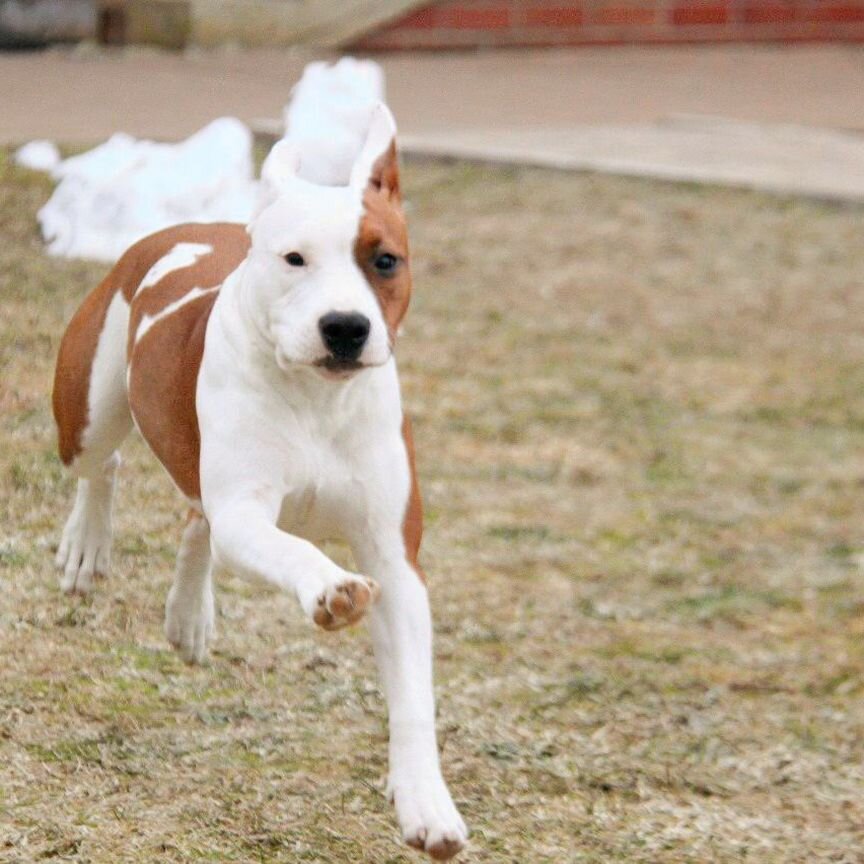 Щенки щенкиамстаффа стафф стаффорд