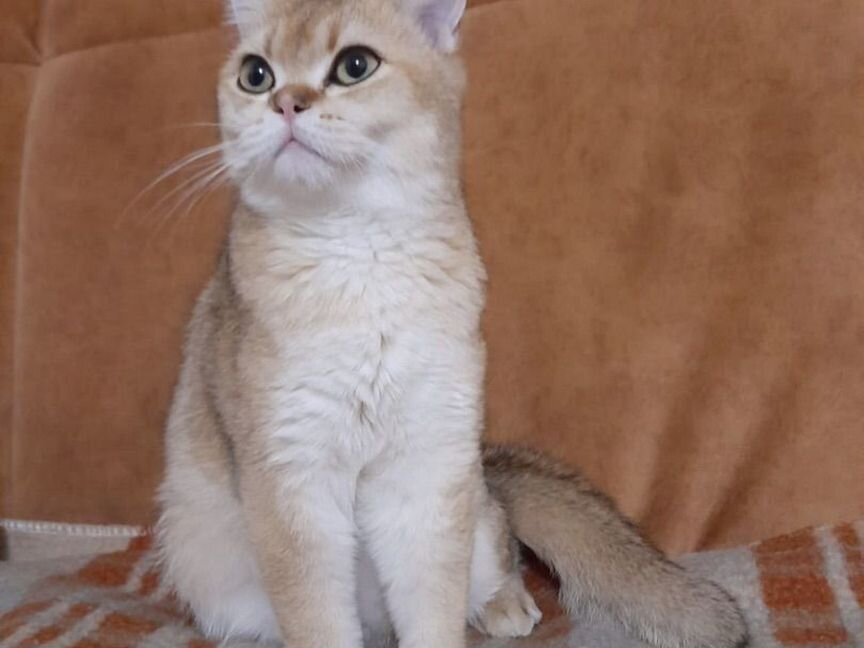 Котята золотая шиншилла