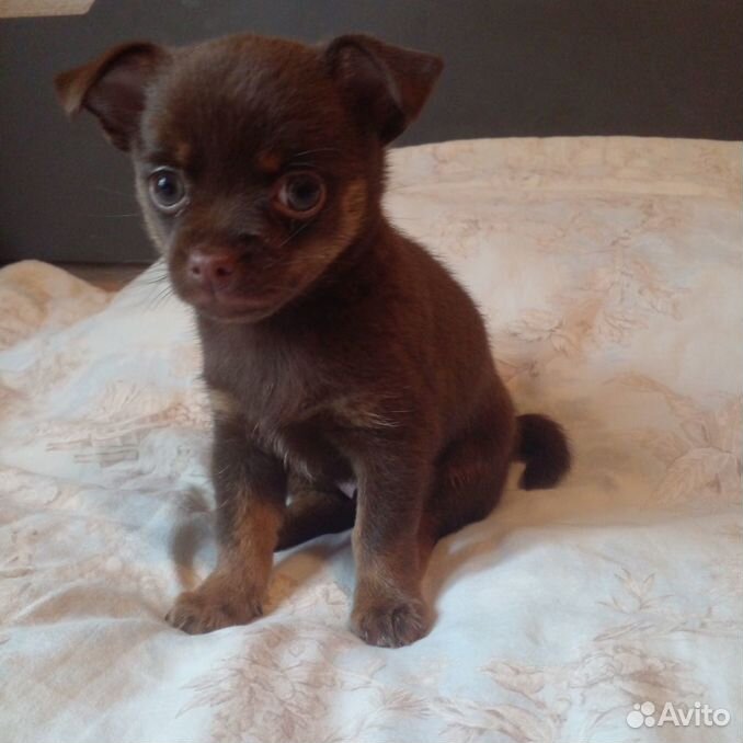 Щенок помесь чихуа с пинчером