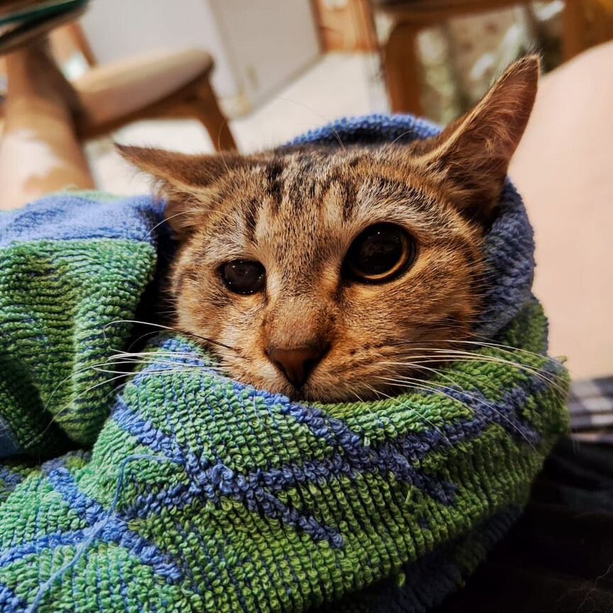 Котик ищет дом