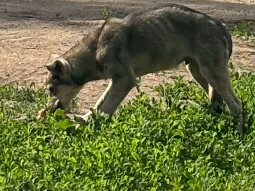 Щенок мальчик помесь лайки