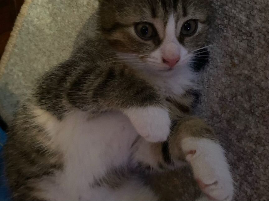 Котёнок Плюш