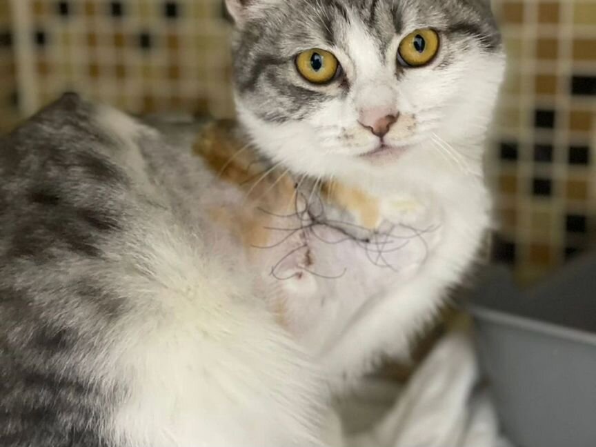 Кошечка попала в капкан. Ищем ей дом