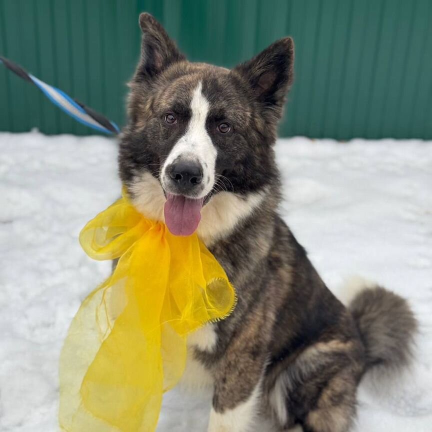 Джейкоб очень красивый пёс. Сейчас в приюте