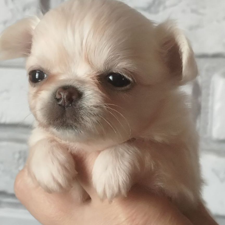 Чихуахуа, щенок